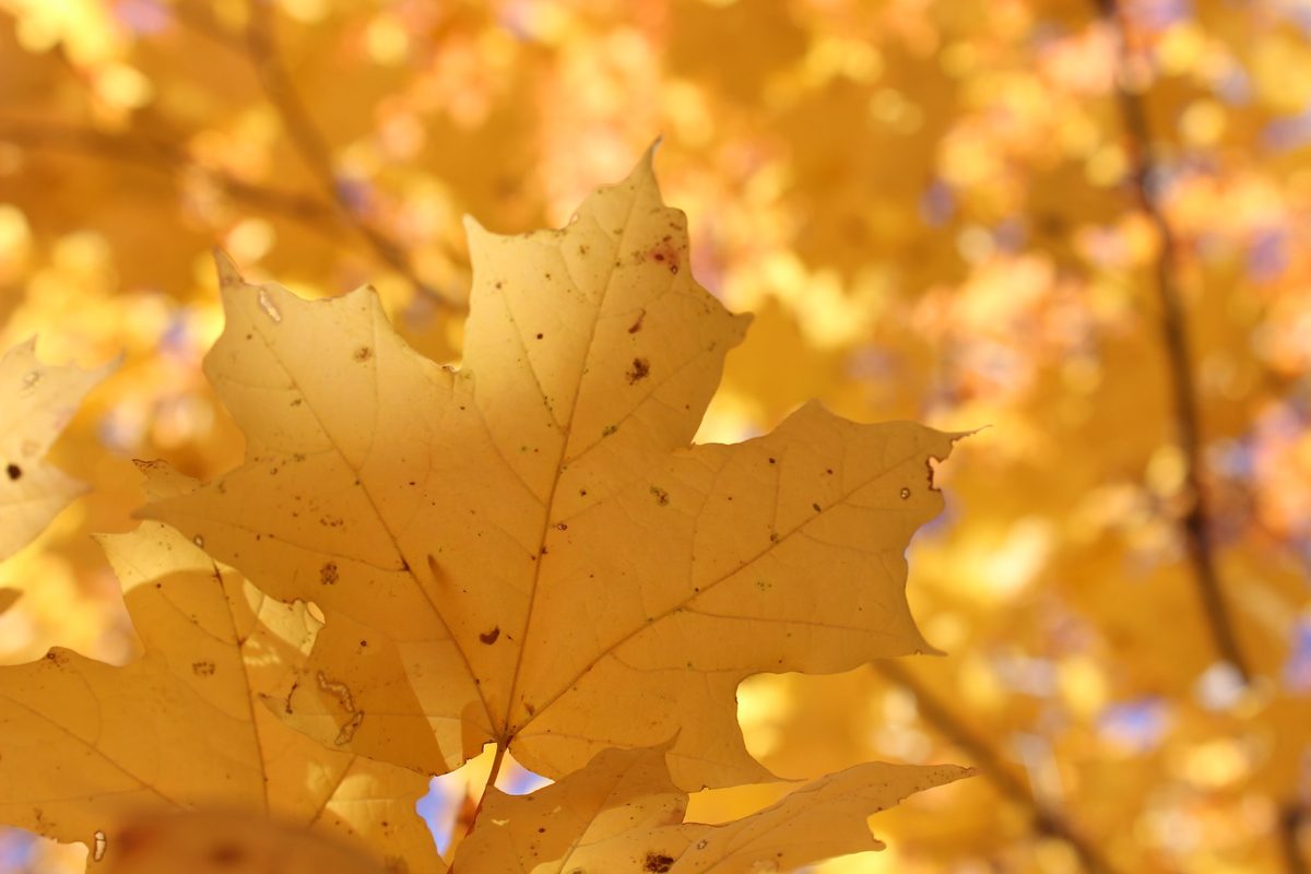 Bonnes pratiques | Support Osuny