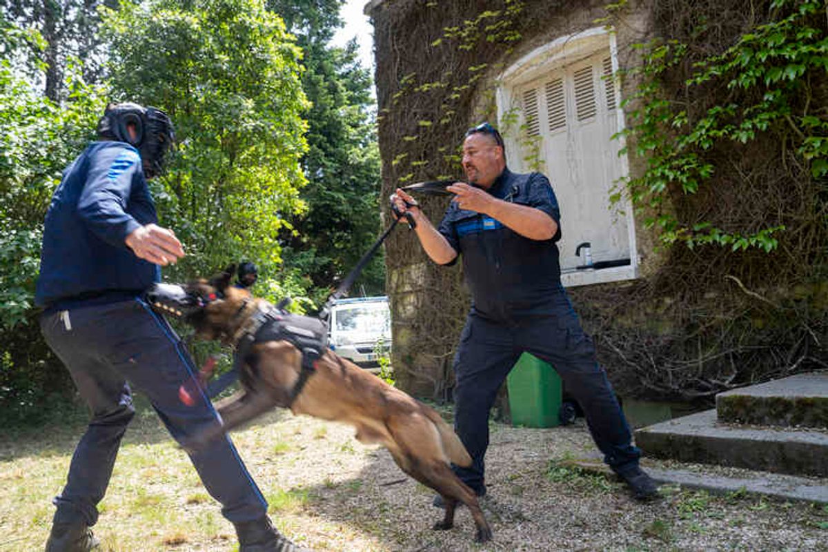 Police municipale : tout ce qu'il faut savoir sur la brigade canine ...