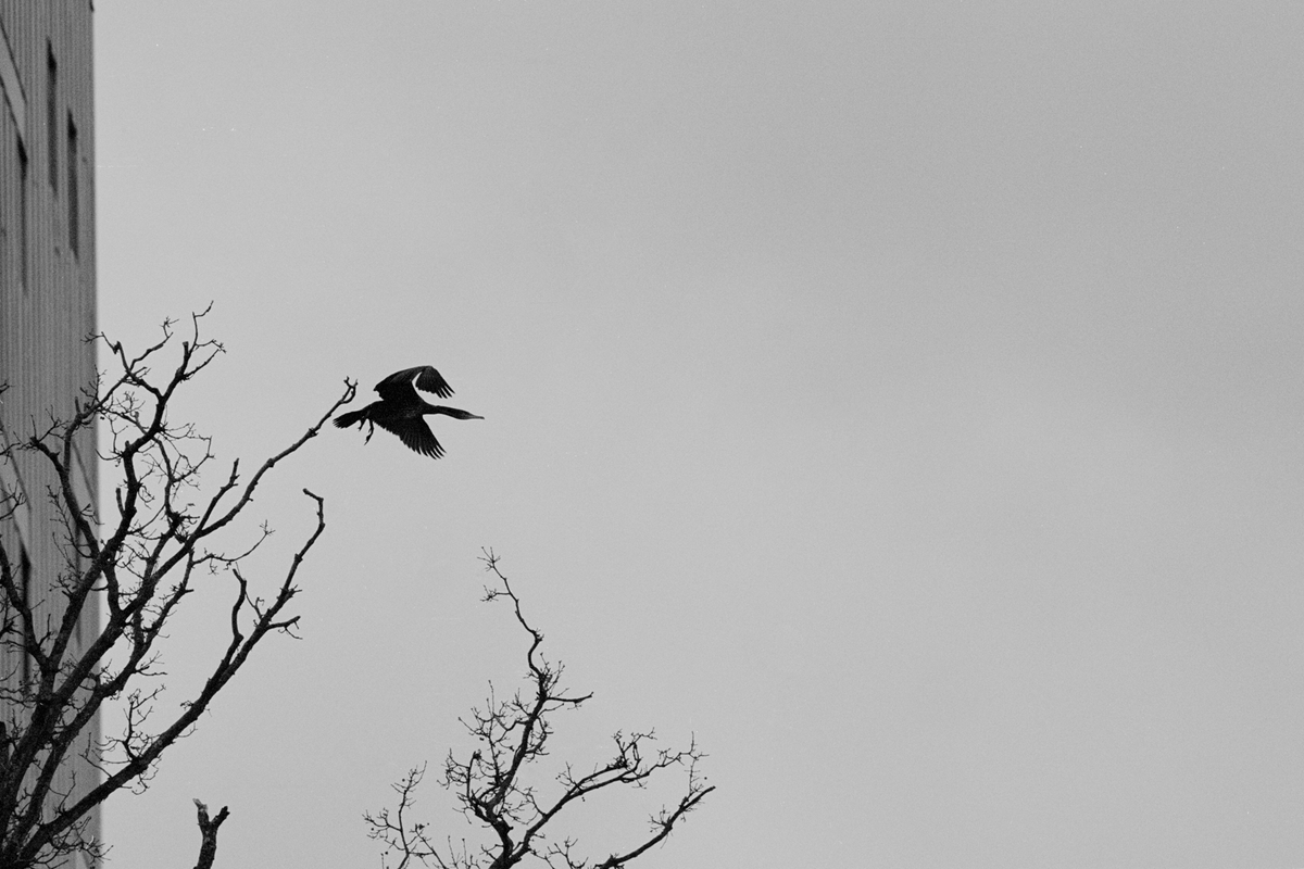 Revue n°1 - Festina Lente (Make haste slowly) | La Criée centre d'art ...